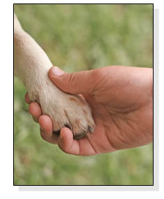 DOG TRICKS, TIPS AND INSIGHTS, Easy Dog Tricks